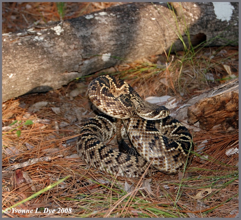 Eastern Diamondback Rattlesnake | Florida Backyard Snakes