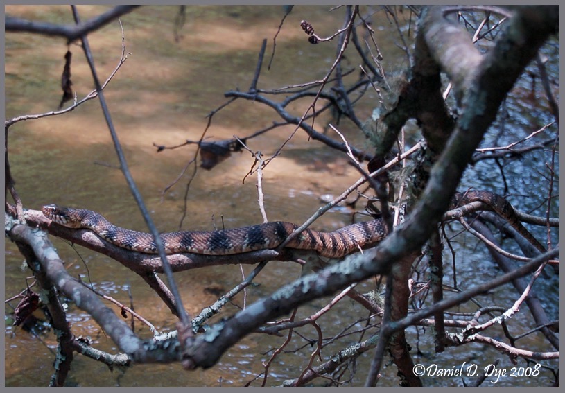 Florida Watersnake & Banded Watersnake | Florida Backyard Snakes