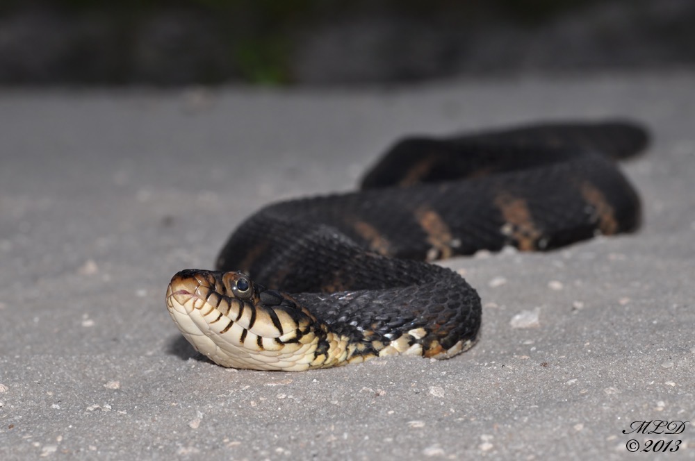 Florida Watersnake & Banded Watersnake | Florida Backyard Snakes