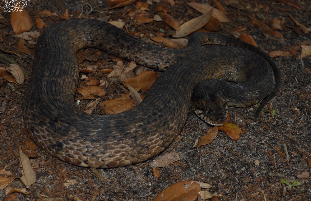 Florida Watersnake & Banded Watersnake | Florida Backyard Snakes