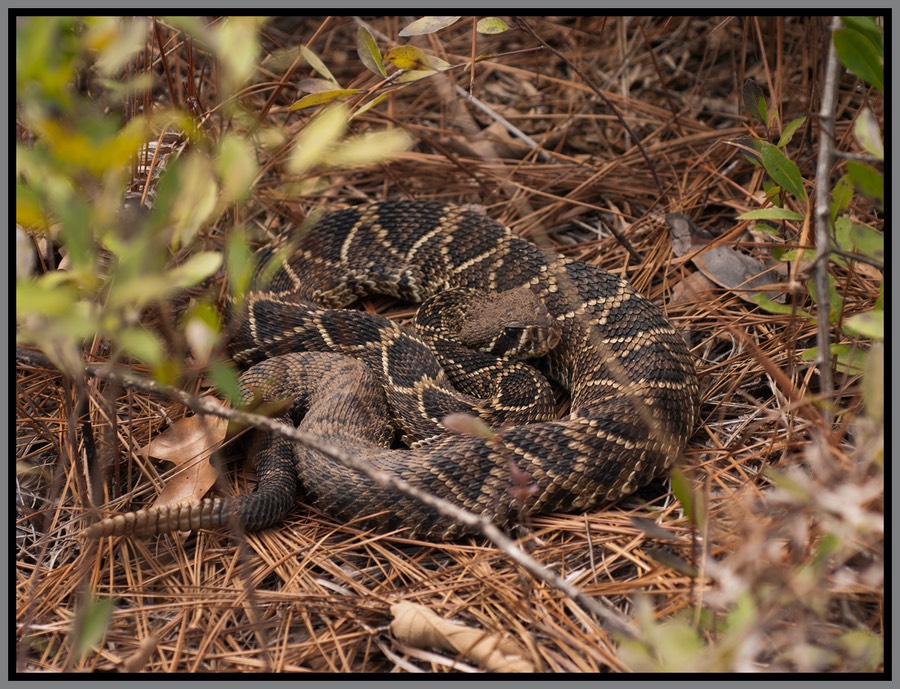 Eastern Diamondback Rattlesnake | Florida Backyard Snakes